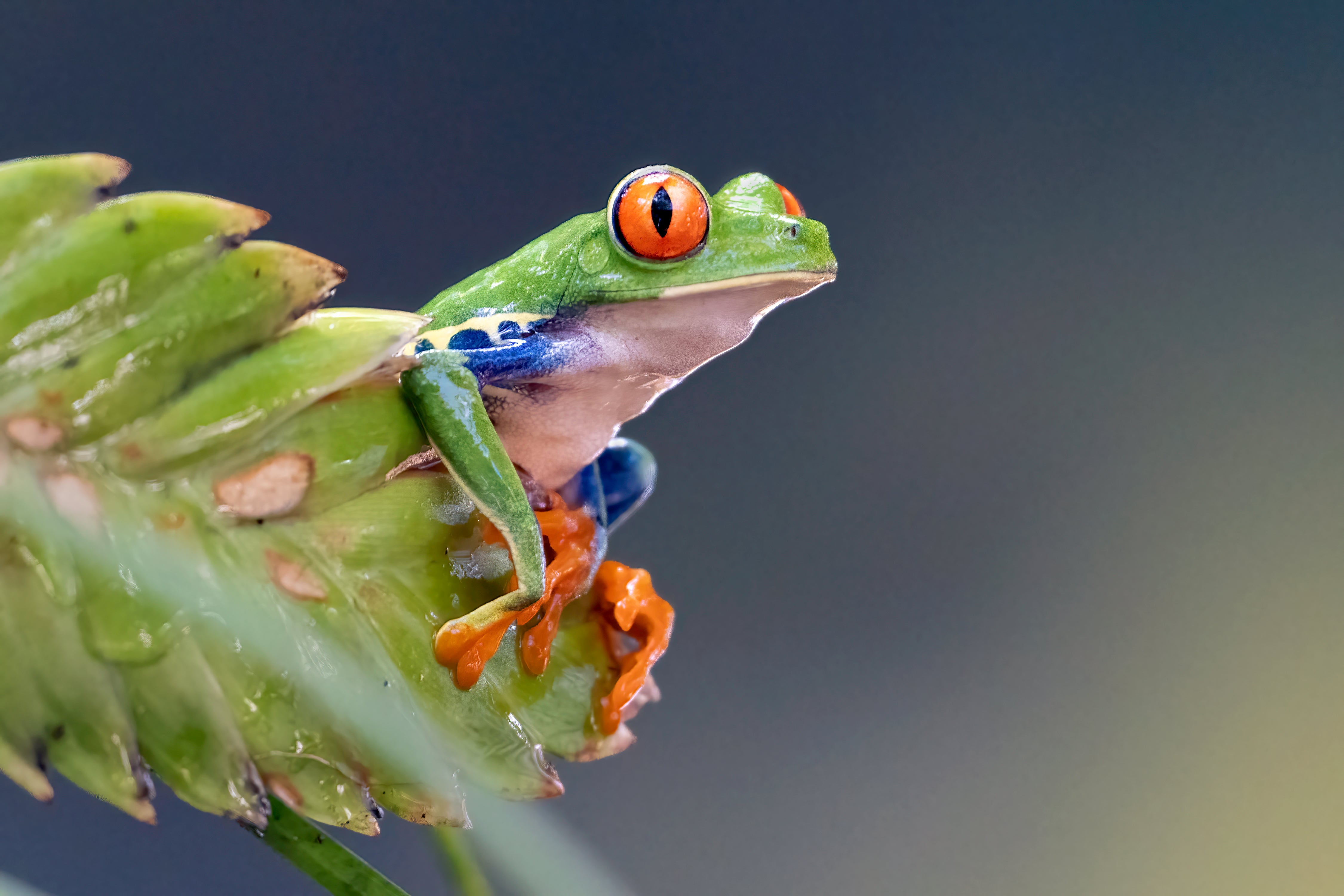 Costa Rica – Cooper Captures Gallery